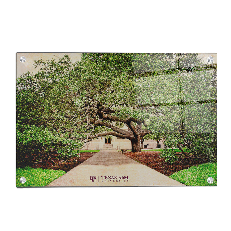 Texas A&M - The Century Tree - College Wall Art
